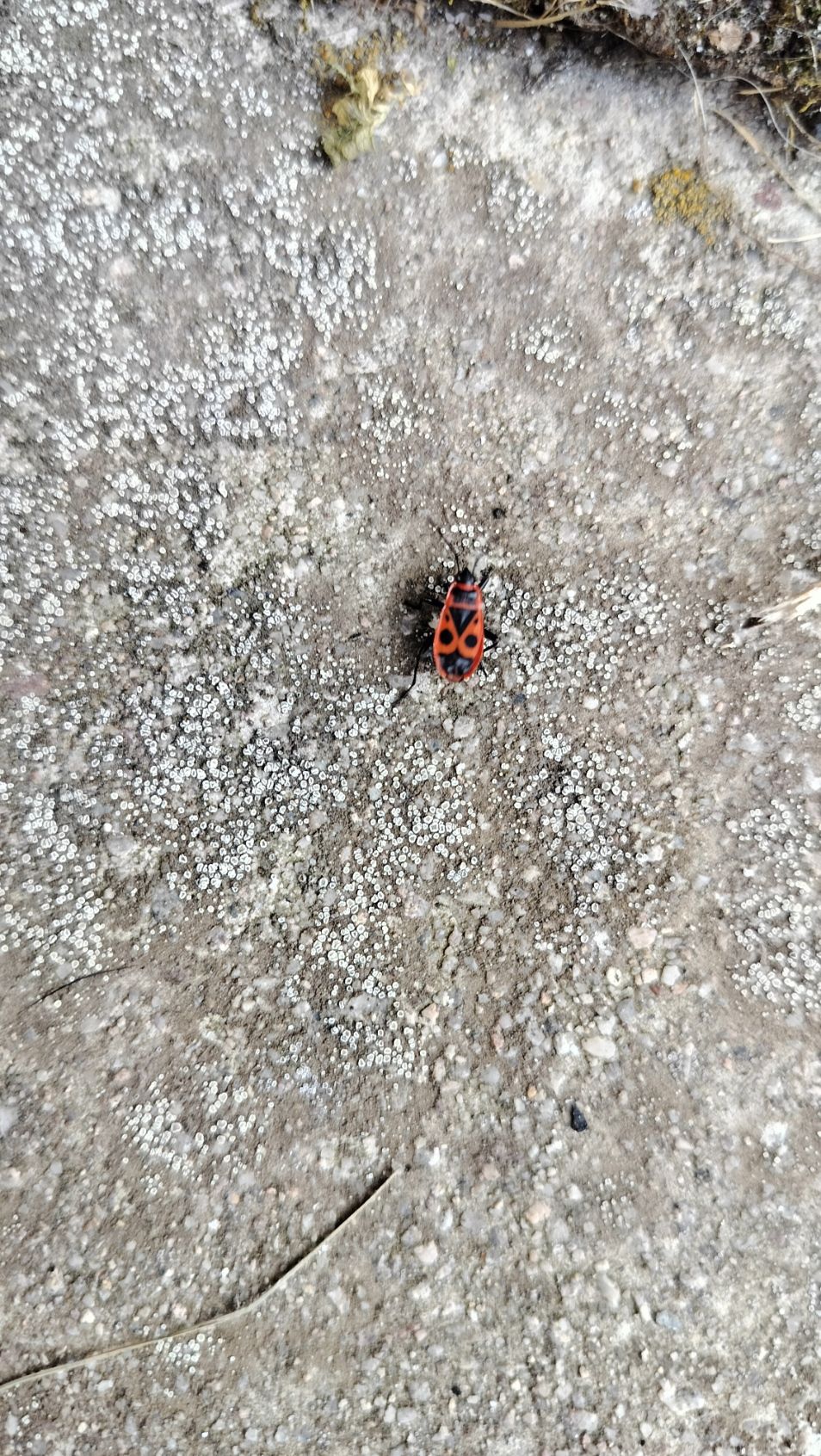 Gendarme Petit insecte rouge et noir photo gratuite